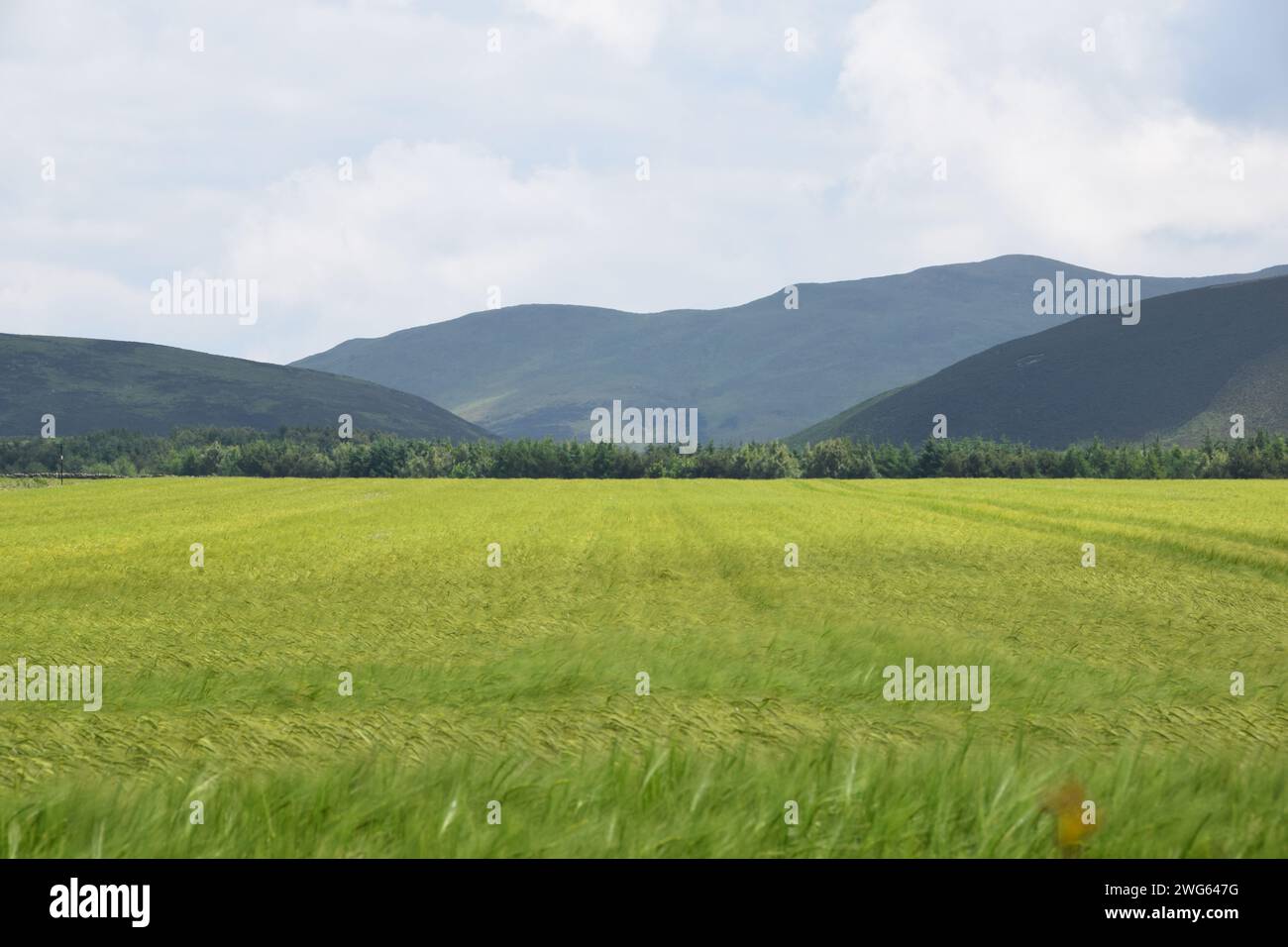 Field of unripened barley with the pentland hills in the distance Stock ...