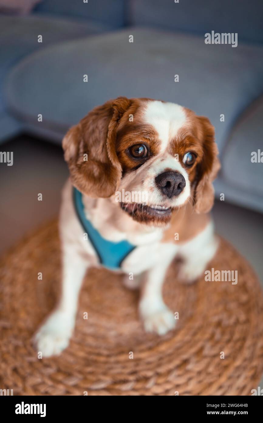 Cute cavalier king charles spaniel dog sitting on the floor Stock Photo ...