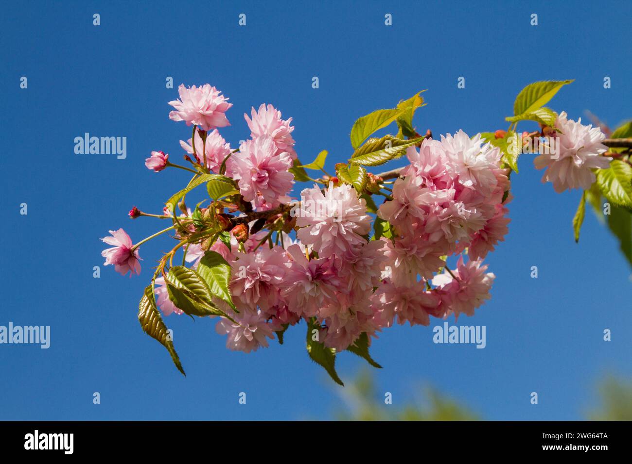 Sunlight on cherry blossom hi-res stock photography and images - Alamy