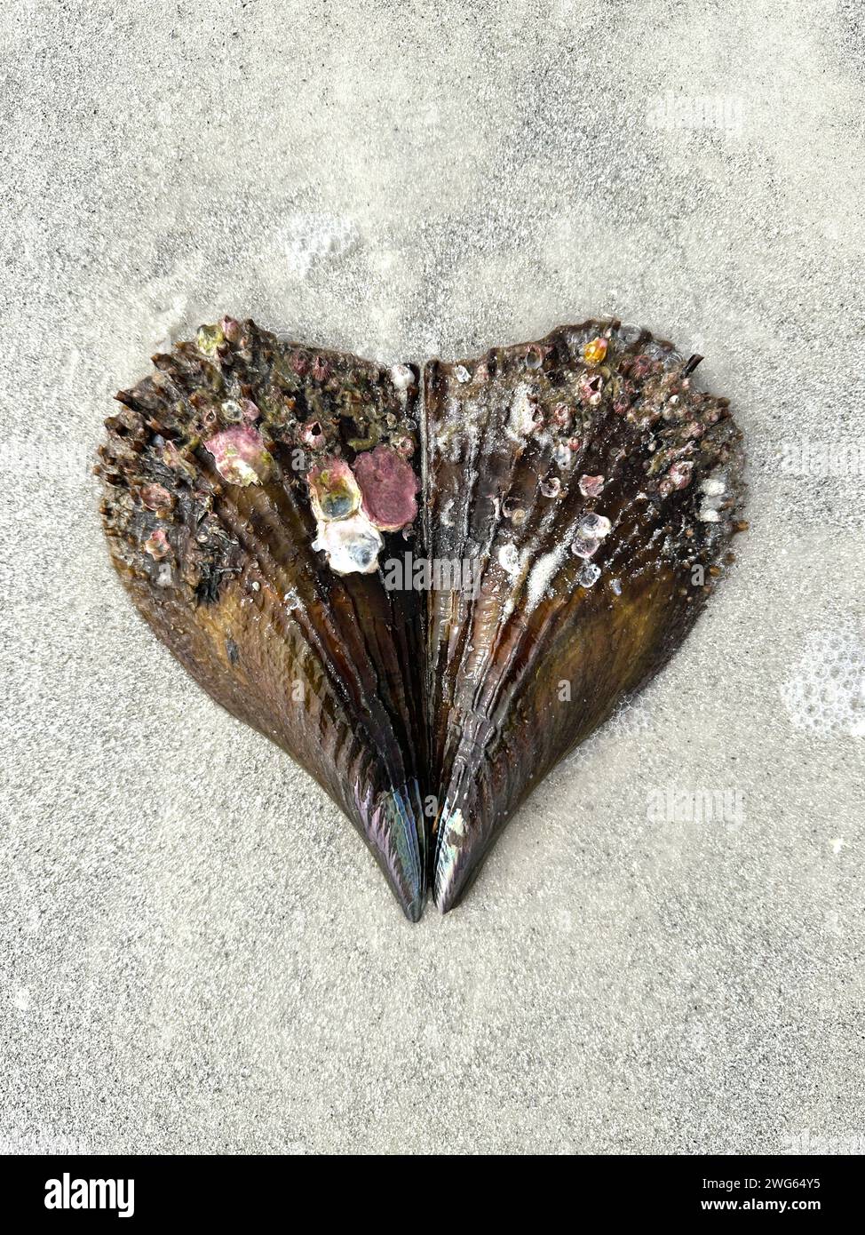 Atrina hi-res stock photography and images - Alamy