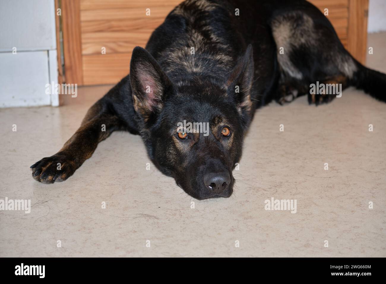 A gray German Shepherd she-dog is lying in a house in Skaraborg in ...