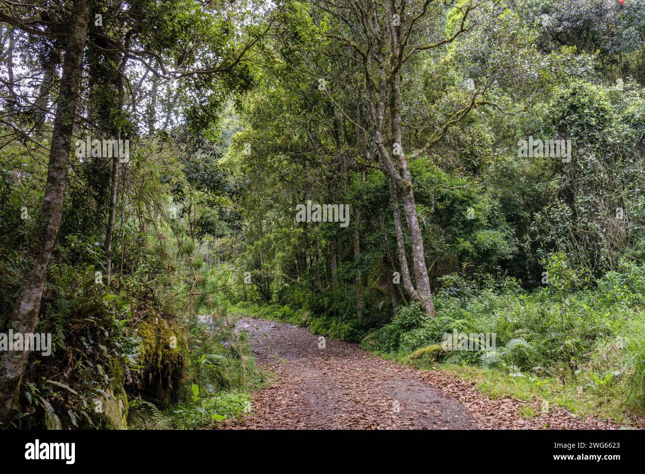 Colombian rainforest ecosystem hi-res stock photography and images - Alamy