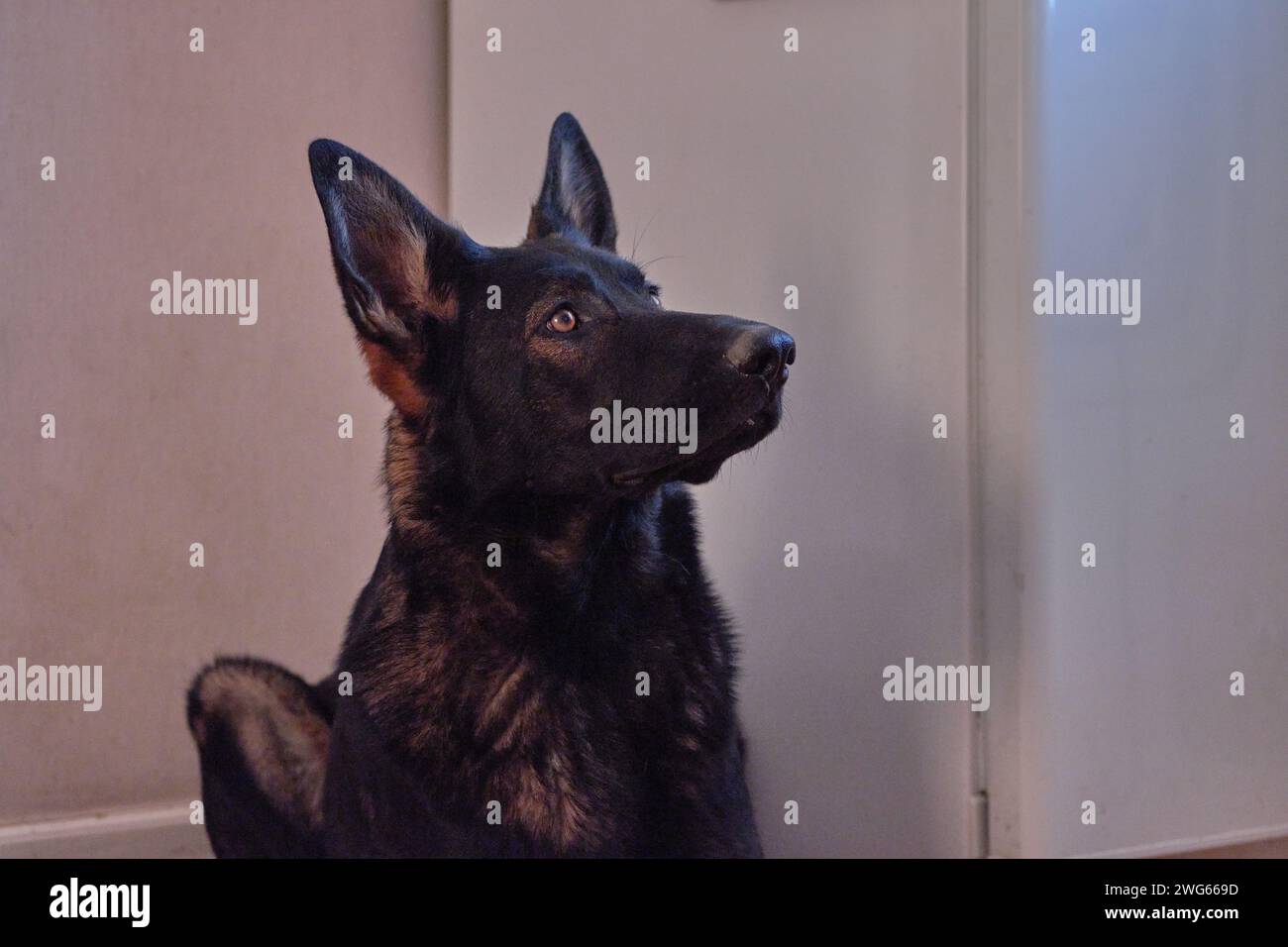 A gray German Shepherd she-dog is sitting in a house in Skaraborg in ...
