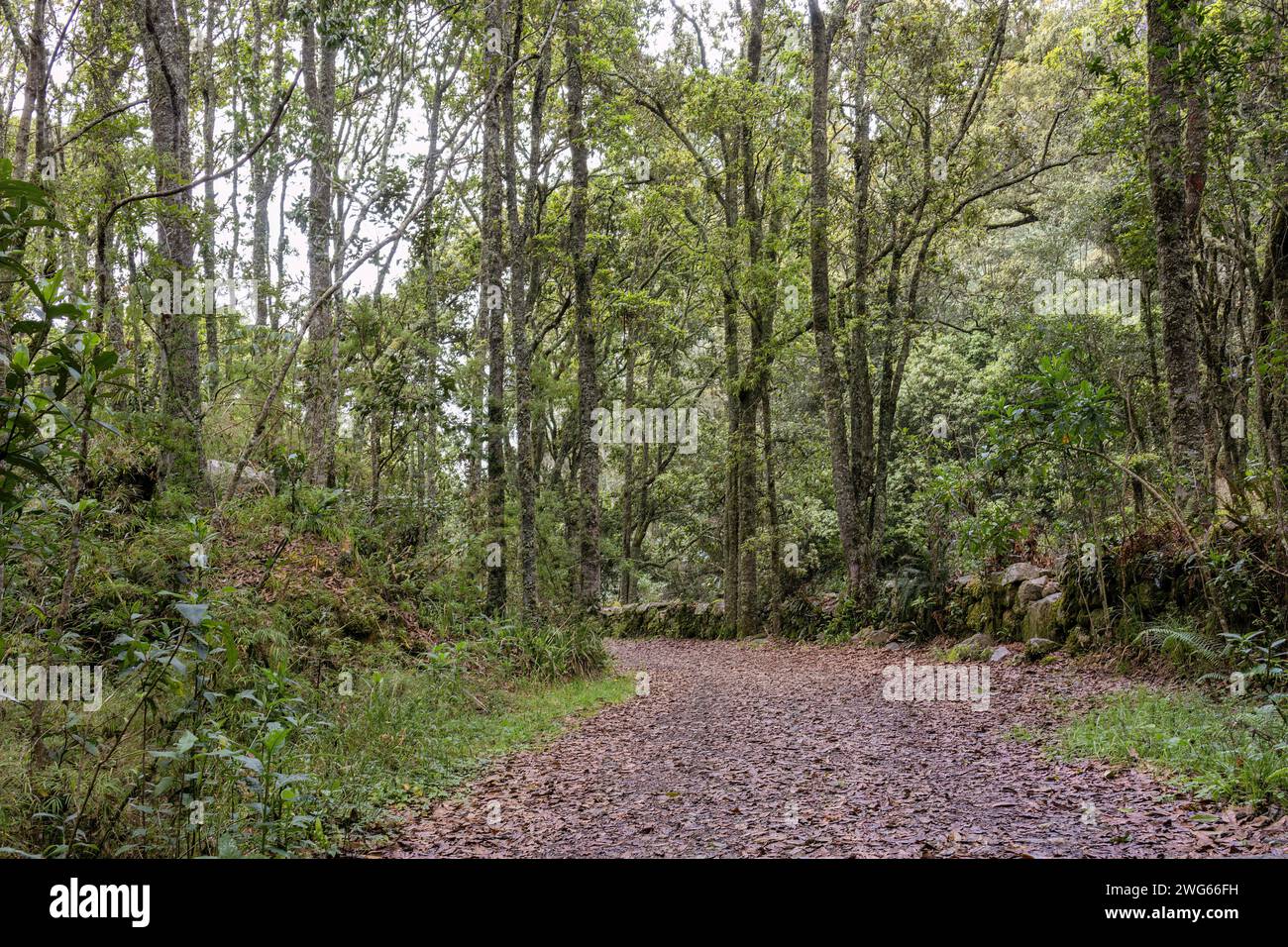 The rural road, covered in Colombian oak leaves and flanked by the ...