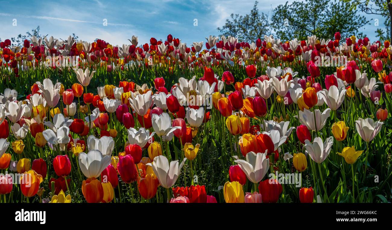 Colorful fields of tulips proclaim the arrival of Spring Stock Photo ...
