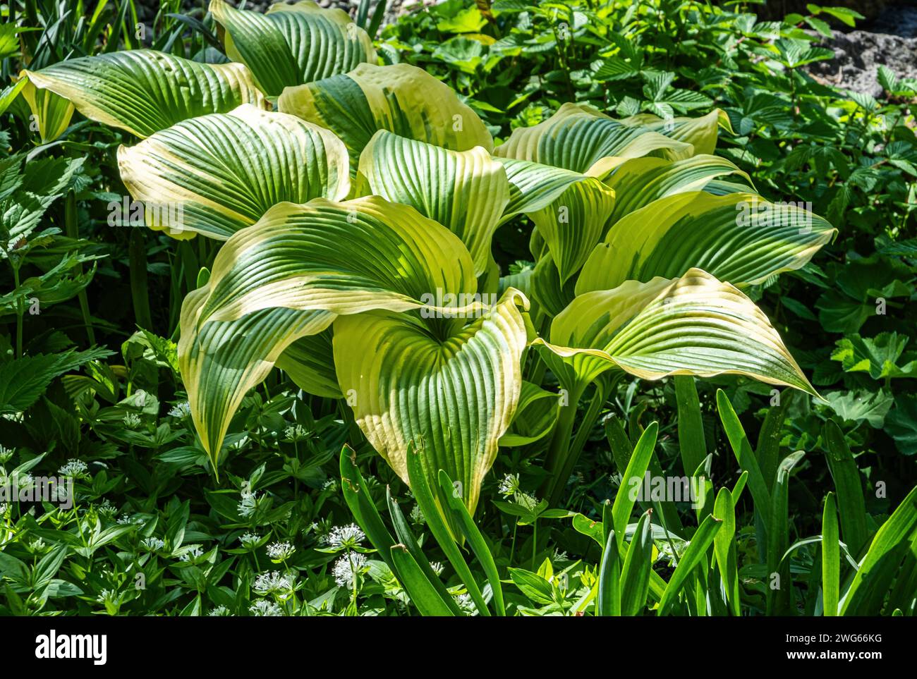 Brightly variegated foliage of Hosta 'Queen Josephine' Stock Photo - Alamy