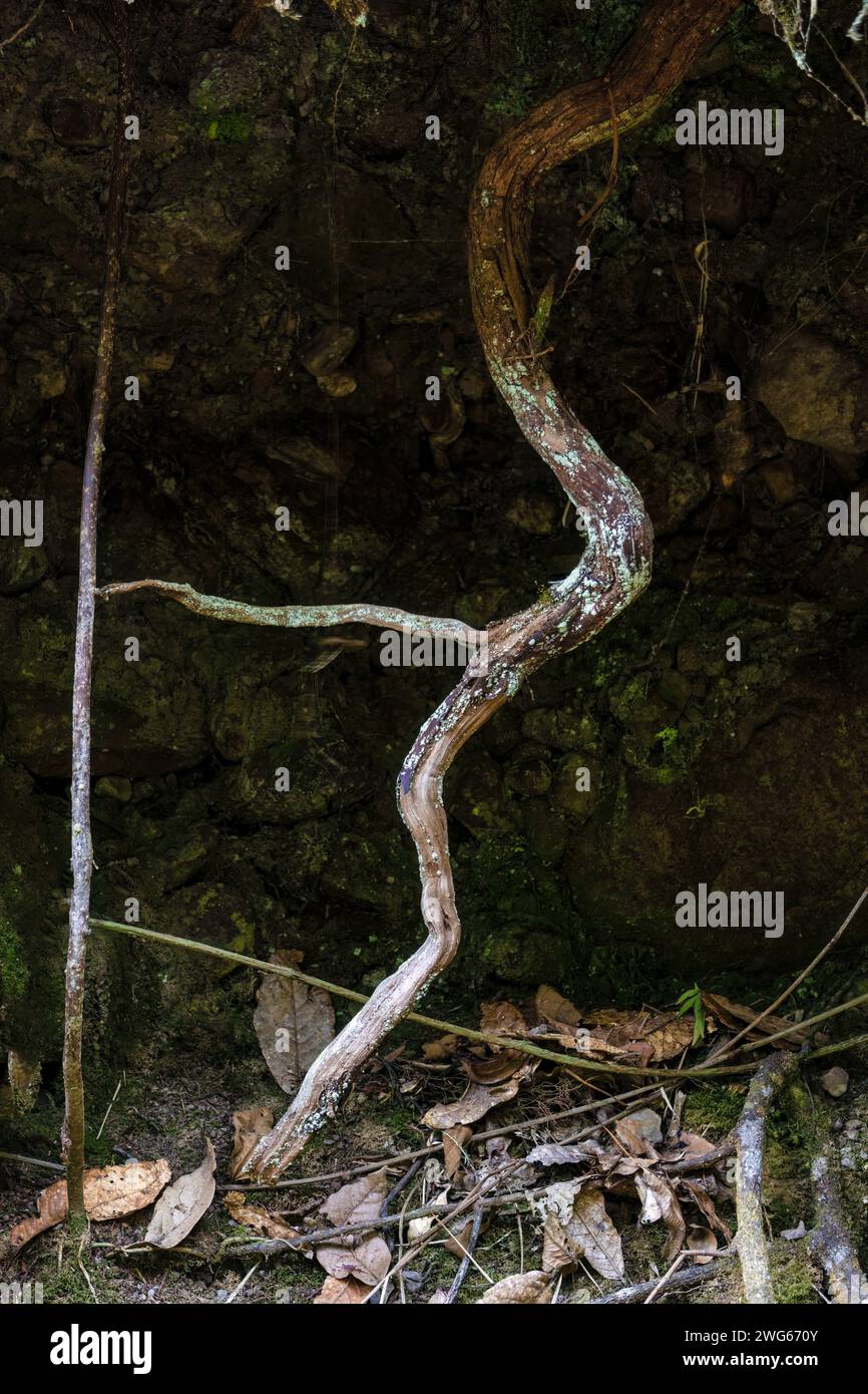 A very singular root, covered with lichen, goes through a hole in the ...