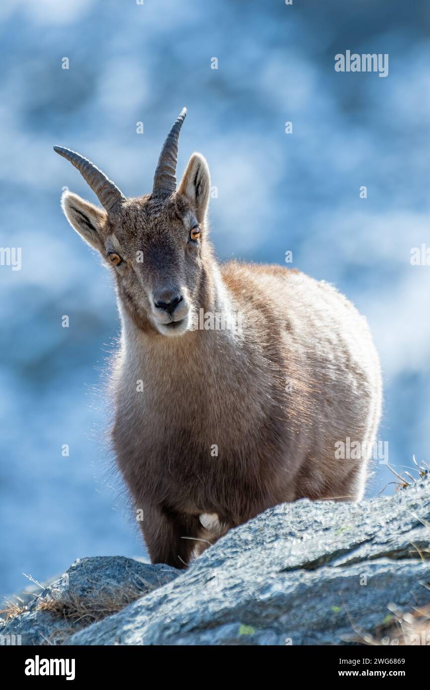 Steinbock symbol hi-res stock photography and images - Alamy