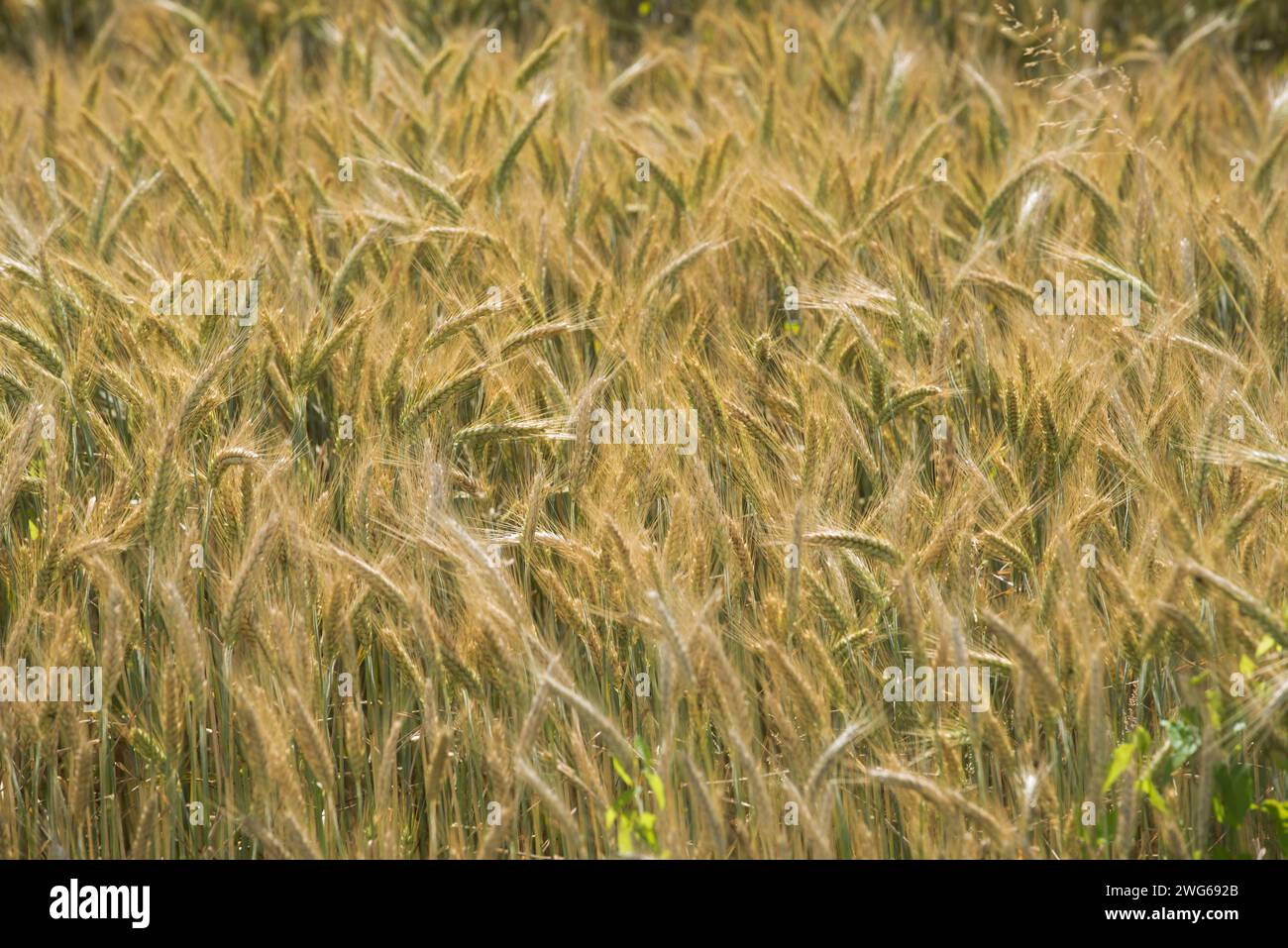 Wheat field in agriculture, growing cereal crops for food production a wheat field in ...
