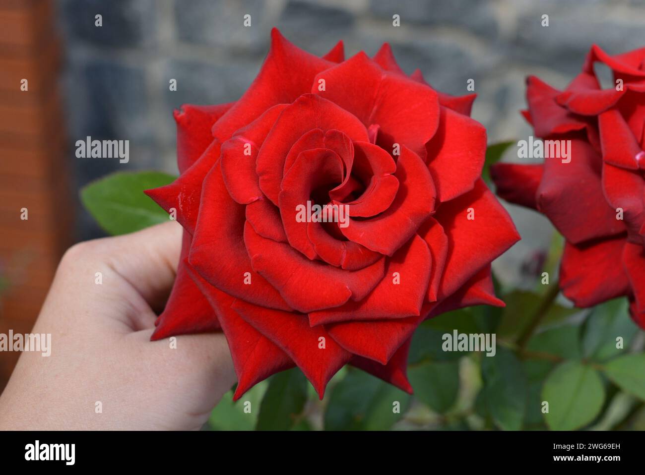 Bright saturated blood red rose with sharp leaves and an incredible ...