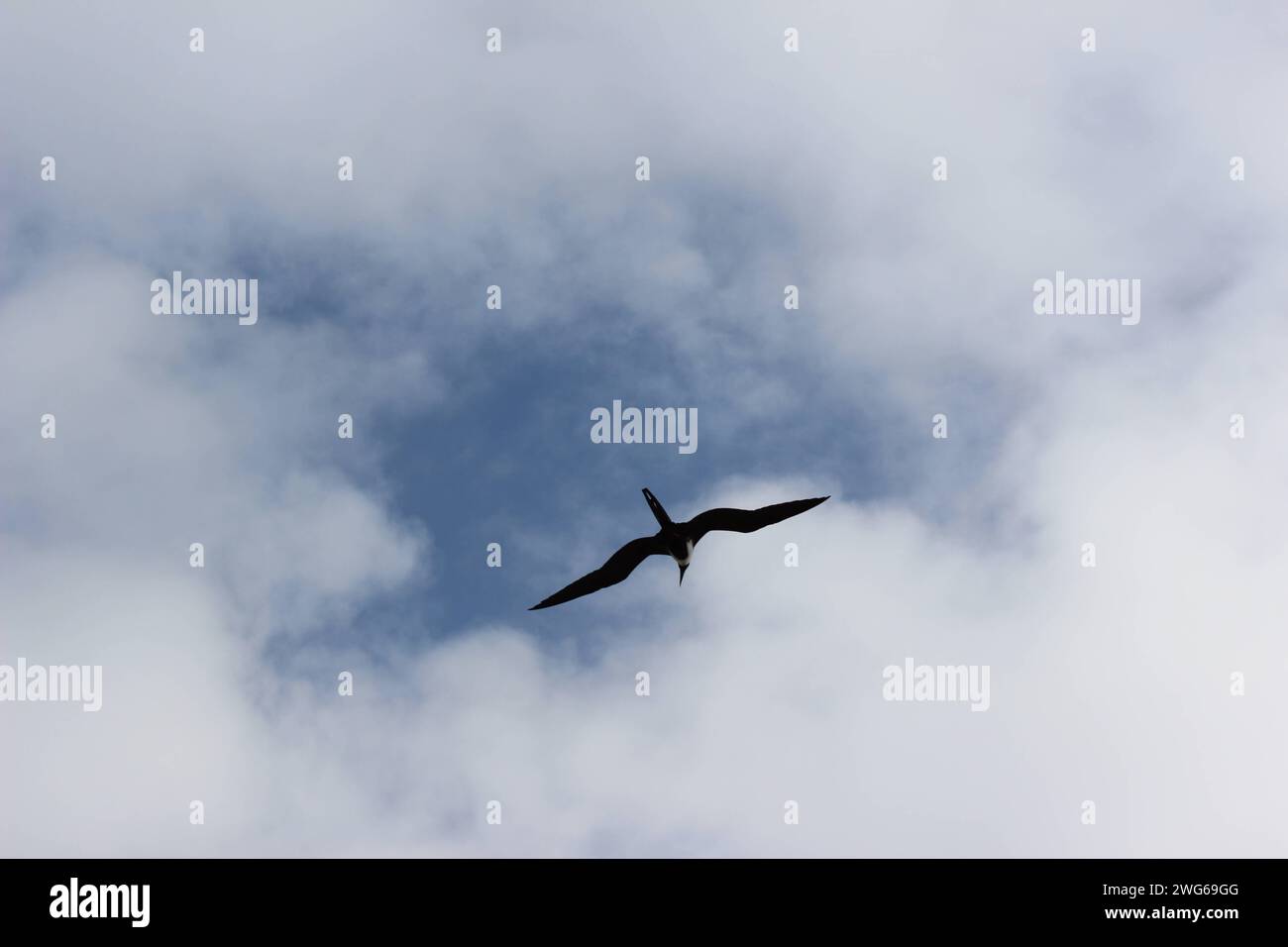 birds flying in nature as symbol for freedom and boundlessness flying ...