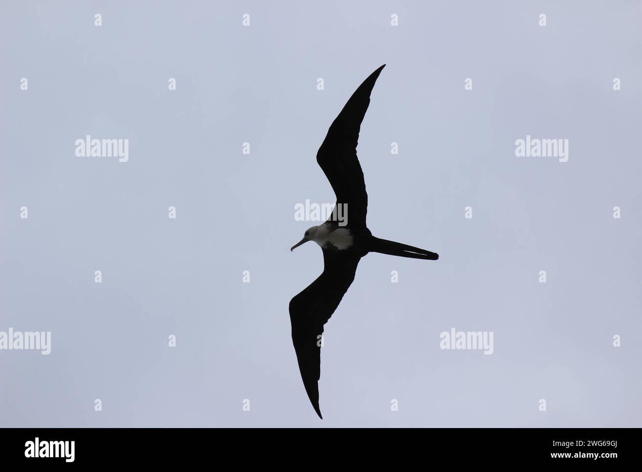 birds flying in nature as symbol for freedom and boundlessness flying ...