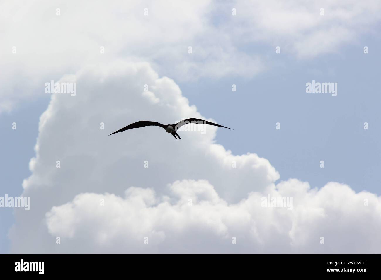 birds flying in nature as symbol for freedom and boundlessness flying ...