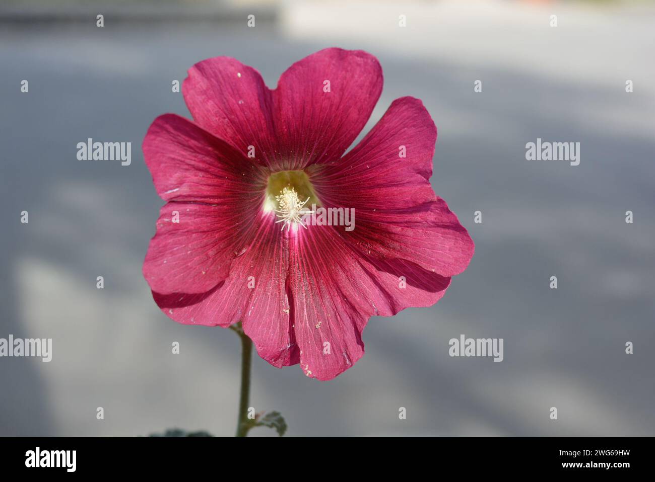 A flower of margaritas of cherry color with reflective petals and a ...