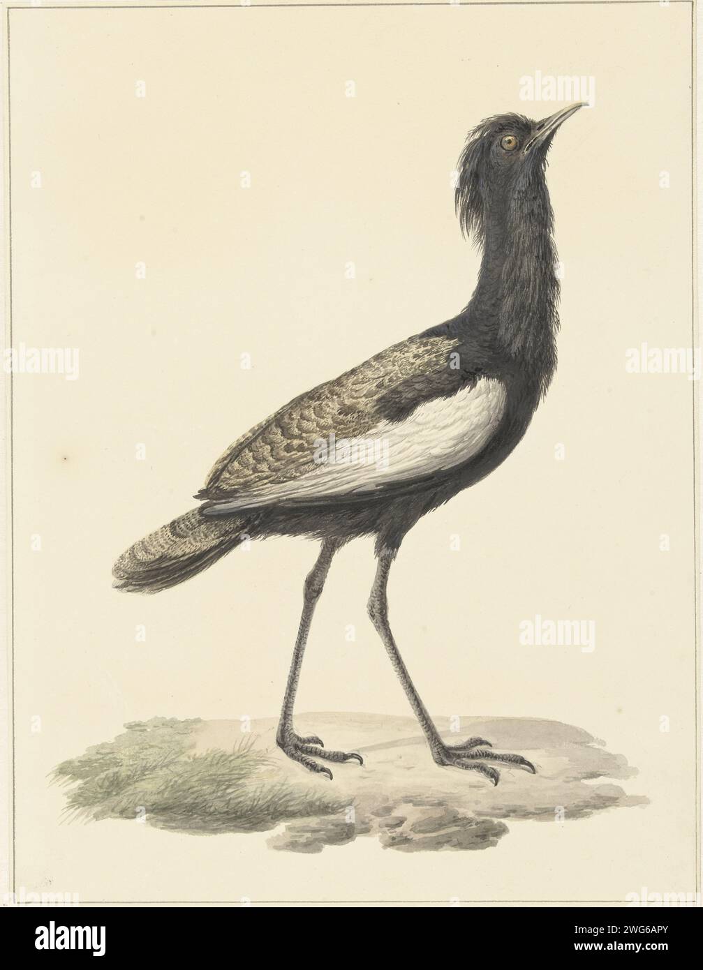 Baardtrap (Eupodotis Bengalensis / Houbaropsis Bengalensis), Pieter ...