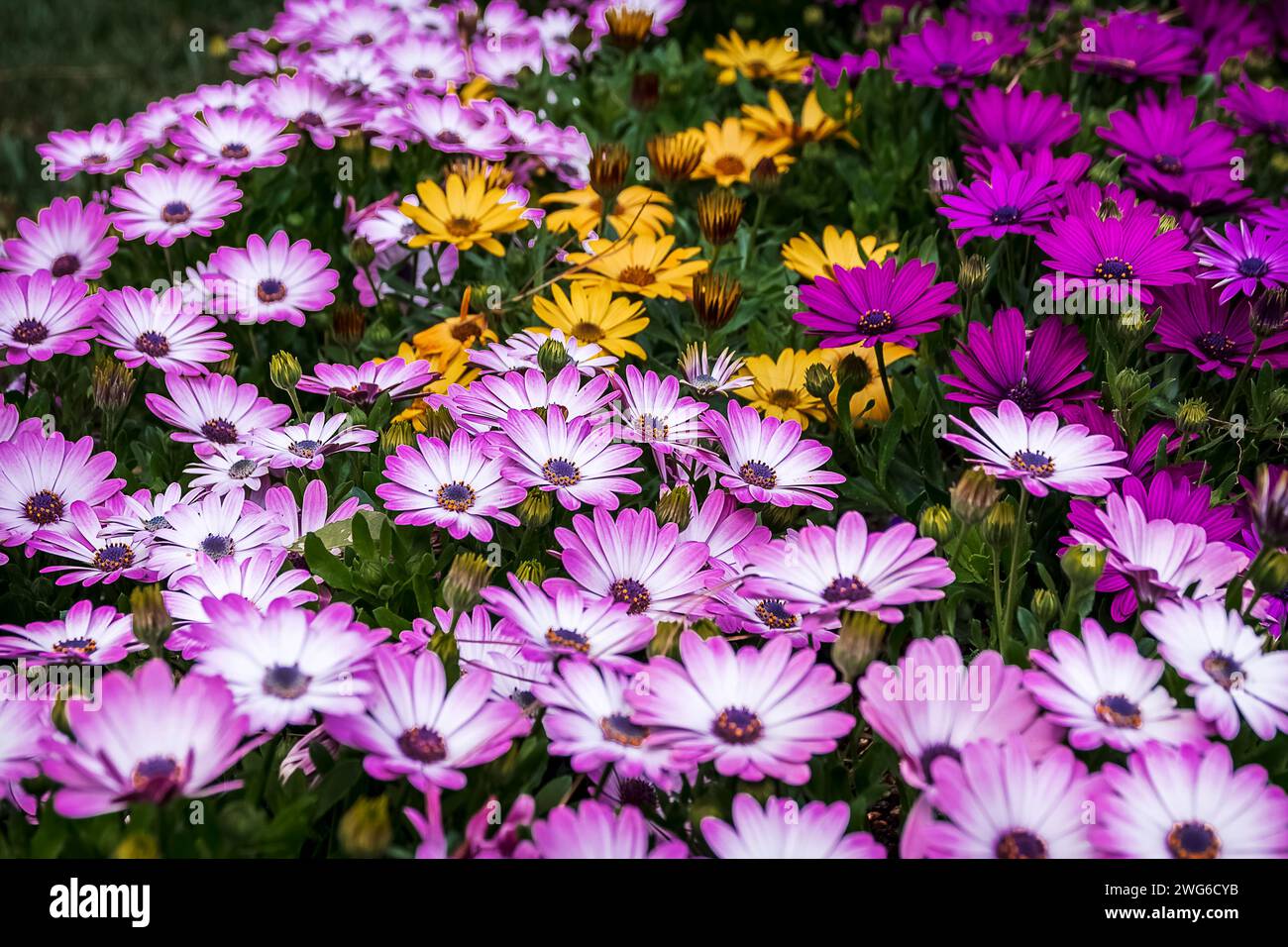 a beautiful field of colorful daisies Stock Photo - Alamy