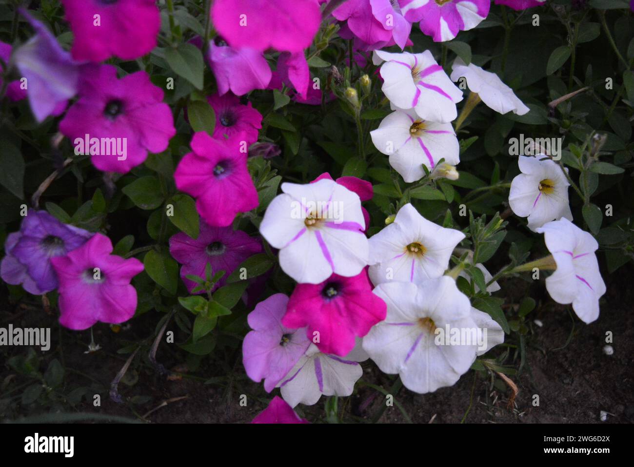 Colorful and bright fragrant multicolored petunia flowers with ...
