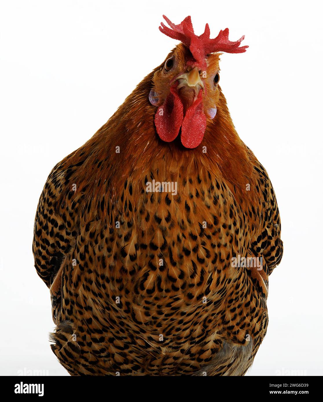 Sicilian buttercup chicken hi-res stock photography and images - Alamy