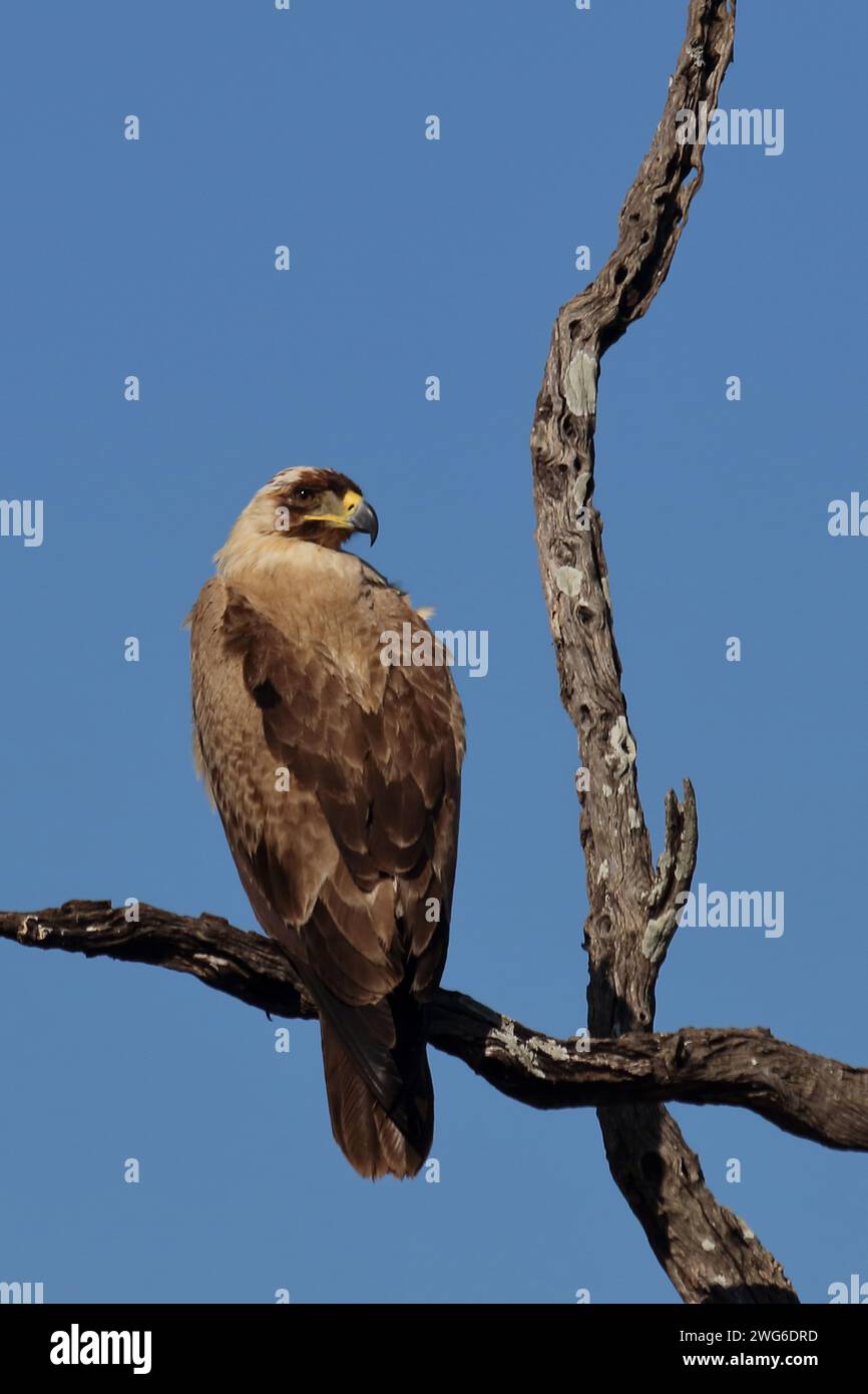 Wahlbergsadler - seltene hellbraune Variante / Wahlberg's eagle - rare ...