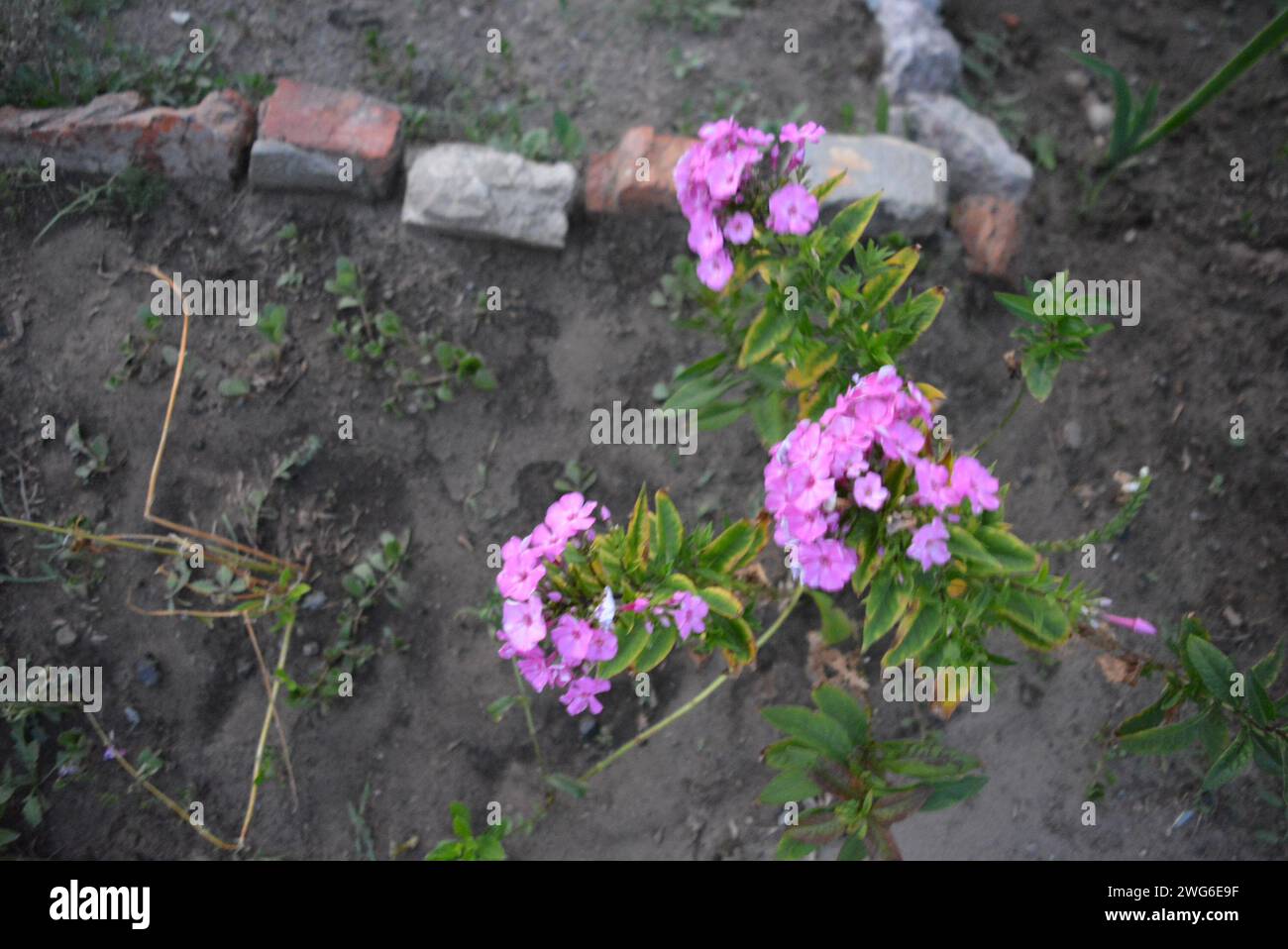 Red bricks on field hi-res stock photography and images - Alamy