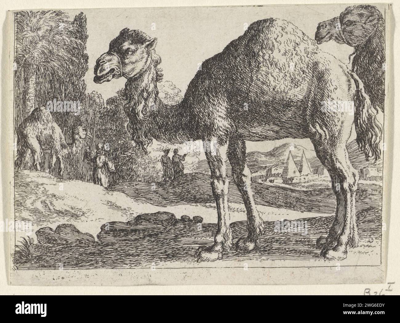 Kamelen, Herman of Swanevelt, 1636 - 1655 print Behind two camels, a ...