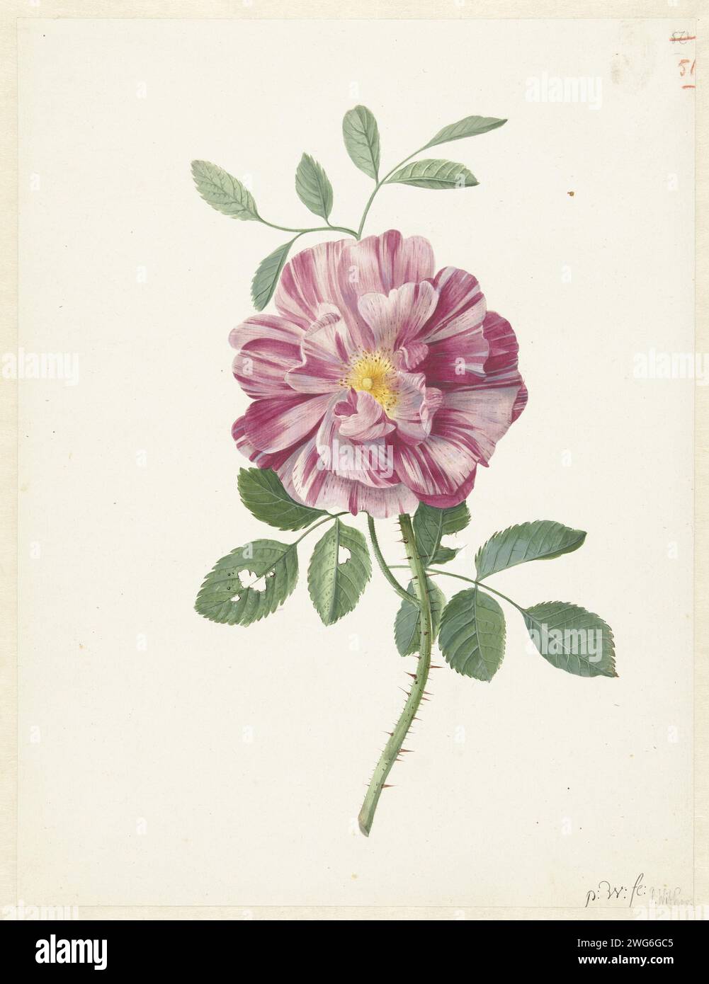 Gallic Rose (Rosa gallica L. ‘Versicolor’), Pieter Withoos, c. 1686 - c ...