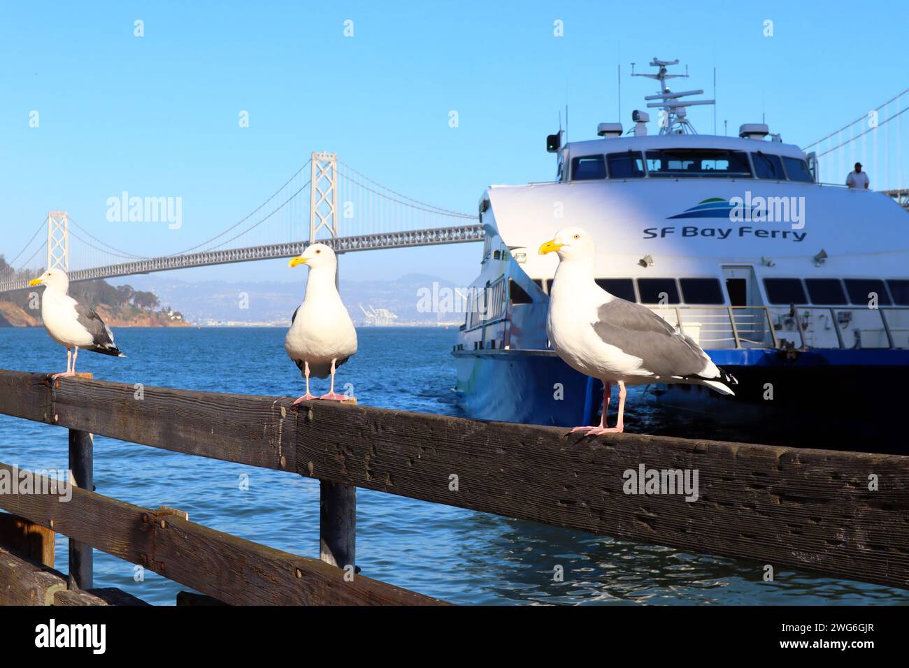 San Francisco, California: San Francisco Bay Ferry with San Francisco ...