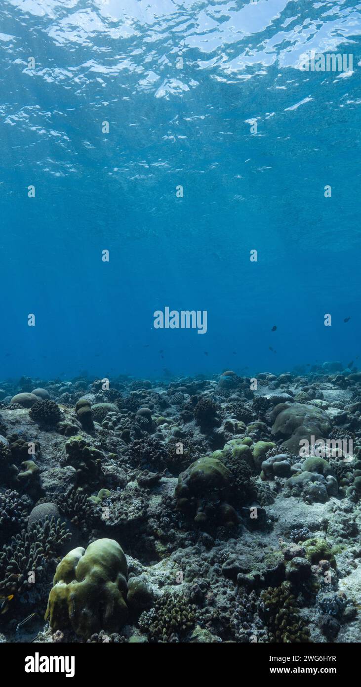Coral reef underwater sun hi-res stock photography and images - Alamy
