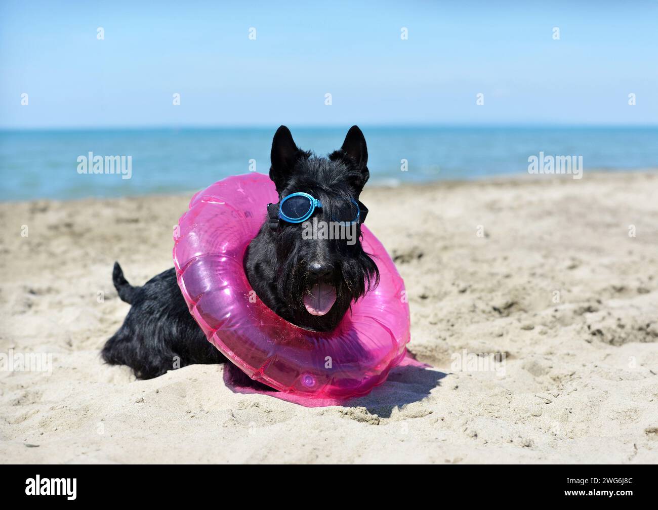 scottish terrier with a rubber ring in front of sea background Stock ...