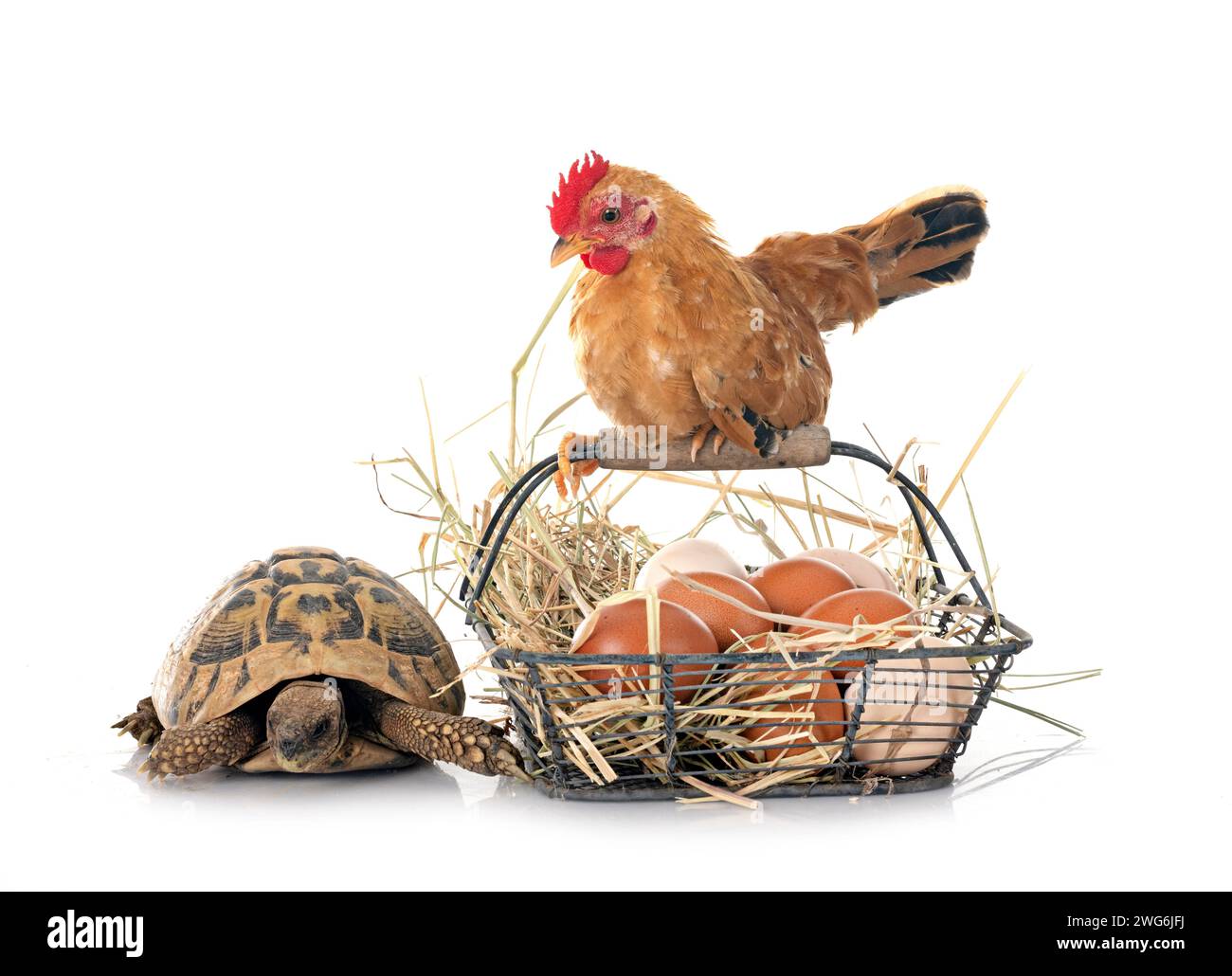 chicken and turtle in front of white background Stock Photo - Alamy
