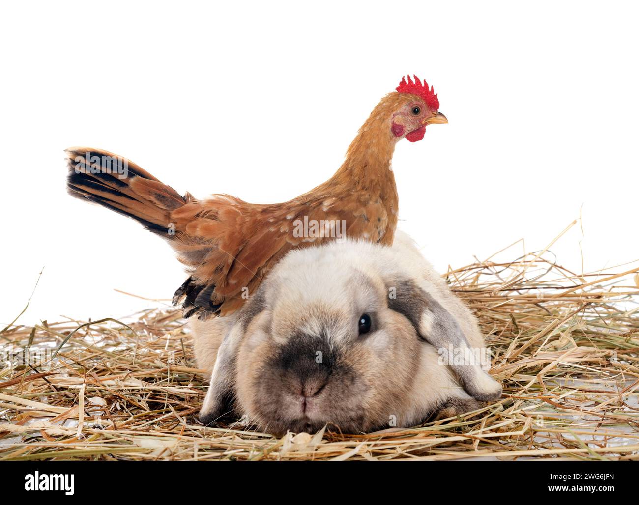 rabbit and chicken in front of white background Stock Photo - Alamy