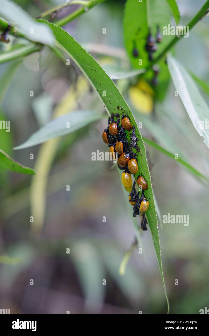 Lady beetle larvae hi-res stock photography and images - Alamy