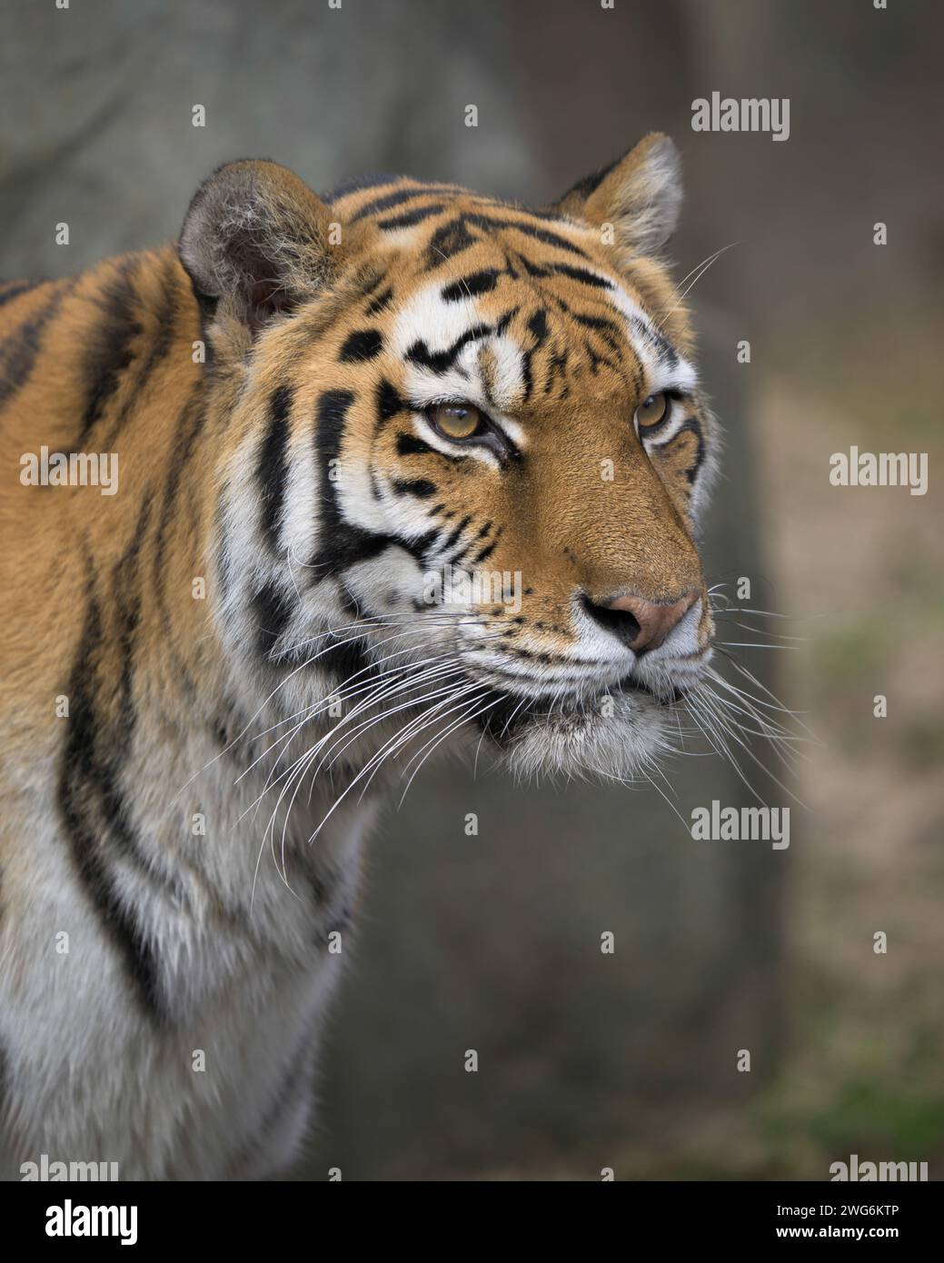 Amur endangered hi-res stock photography and images - Alamy