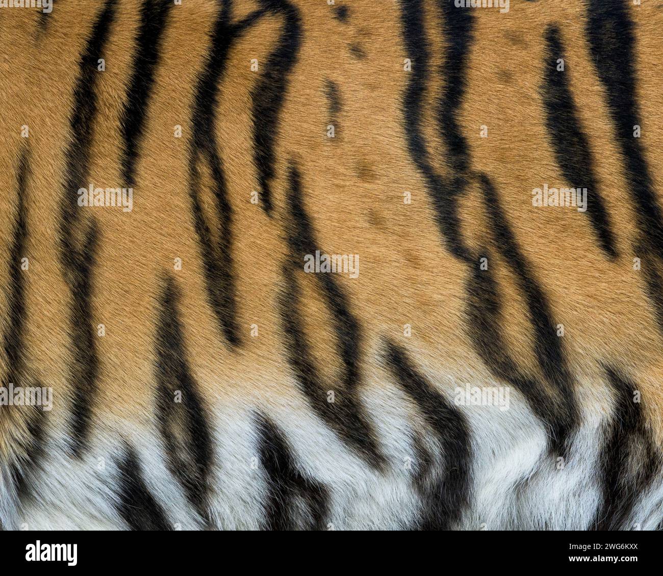 Closeup of the stripes of an Amur tiger (Panthera tigris altaica) forms ...