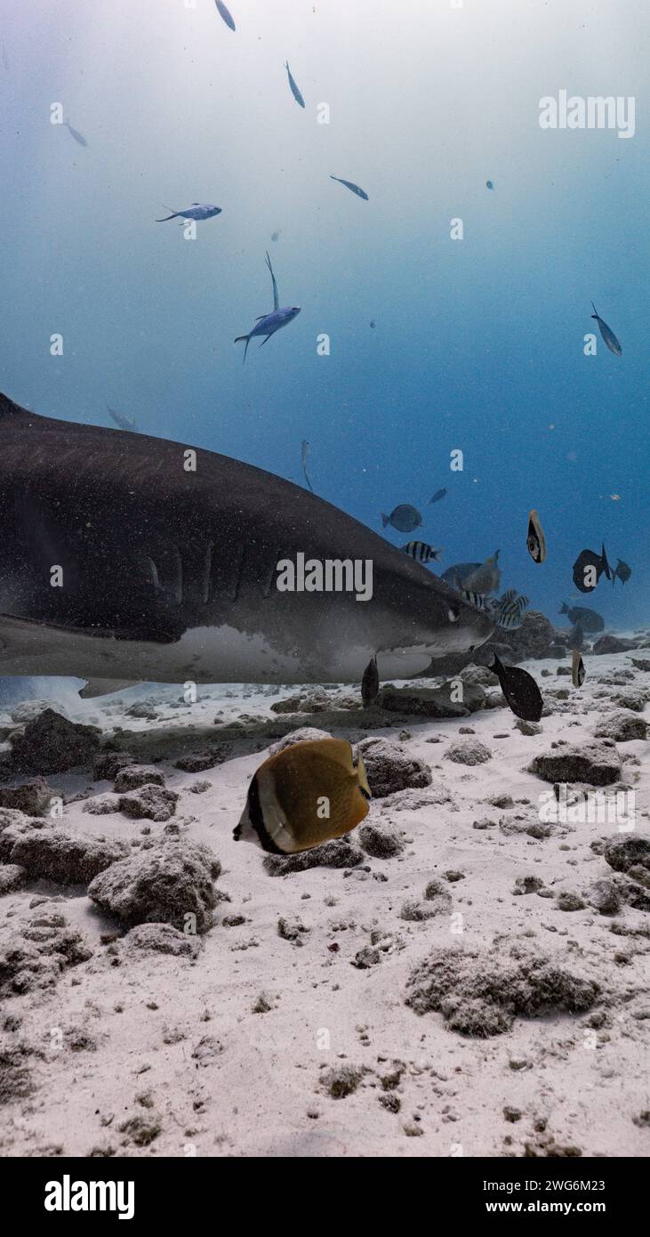 Tiger shark (Galeocerdo cuvier) and butterflyfish swimming close to the ...