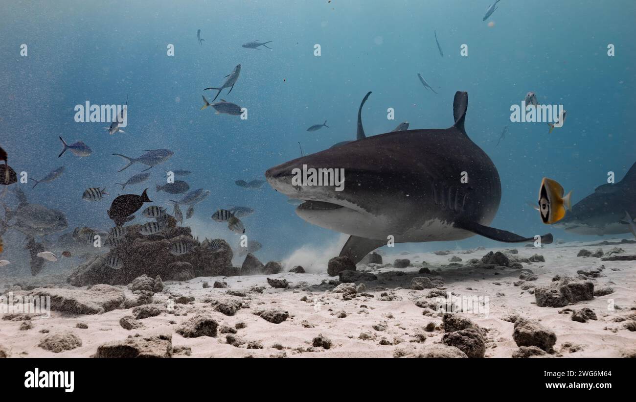 Tiger shark (Galeocerdo cuvier) swimming close to the seafloor off ...
