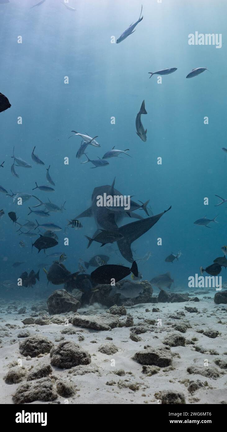 Tiger shark (Galeocerdo cuvier) swimming away into the blue off ...