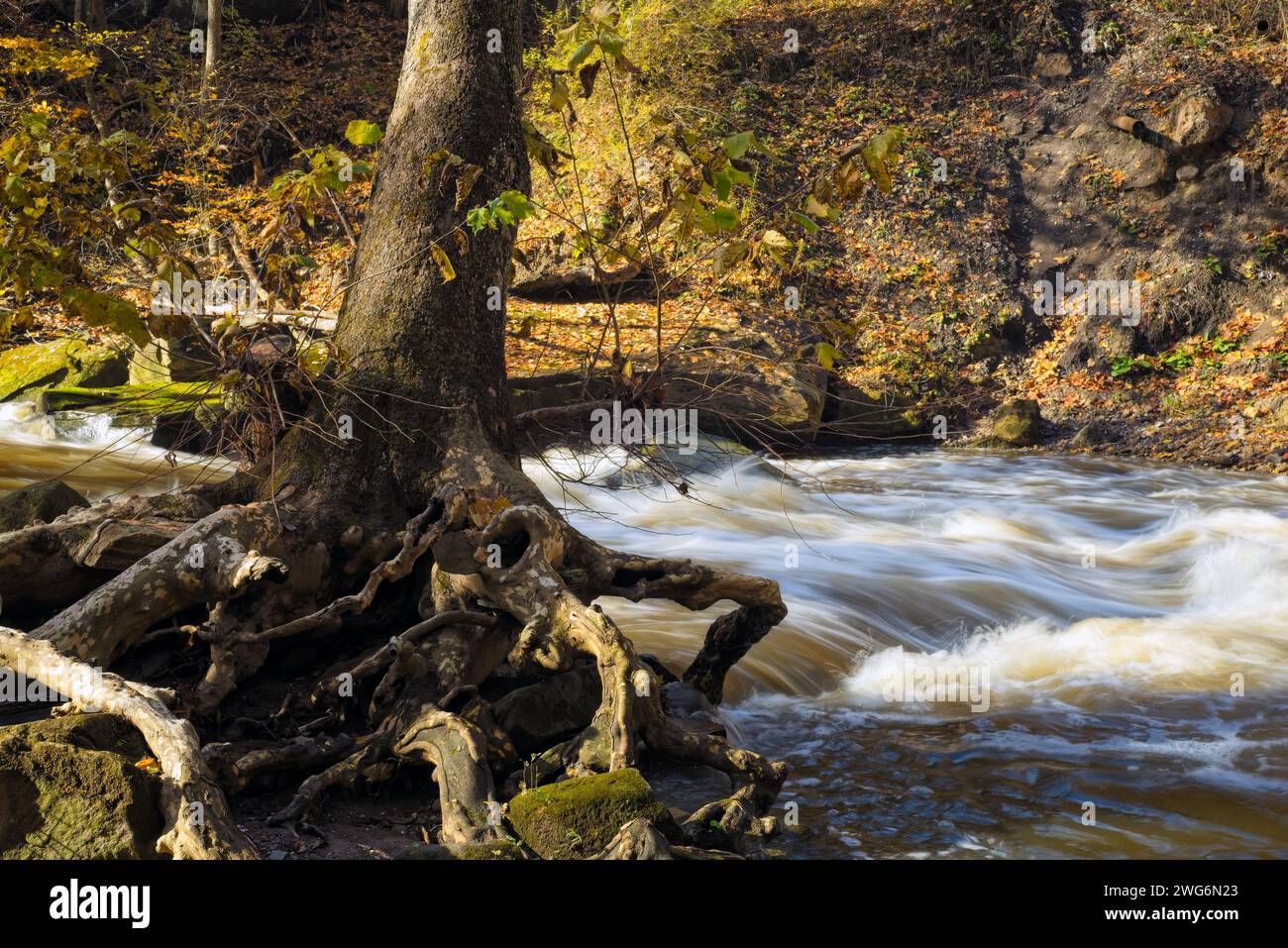 Exposed tree root system hi-res stock photography and images - Alamy