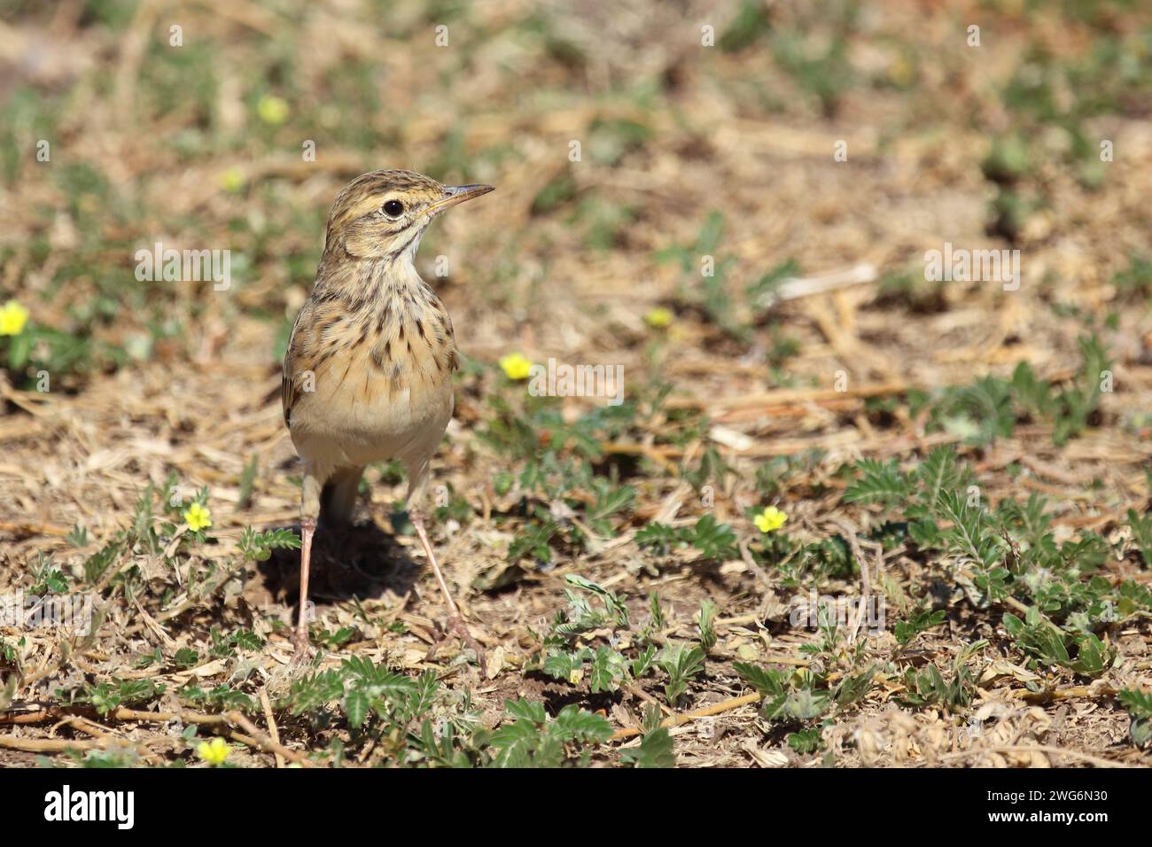Sabotalerchen hi-res stock photography and images - Alamy