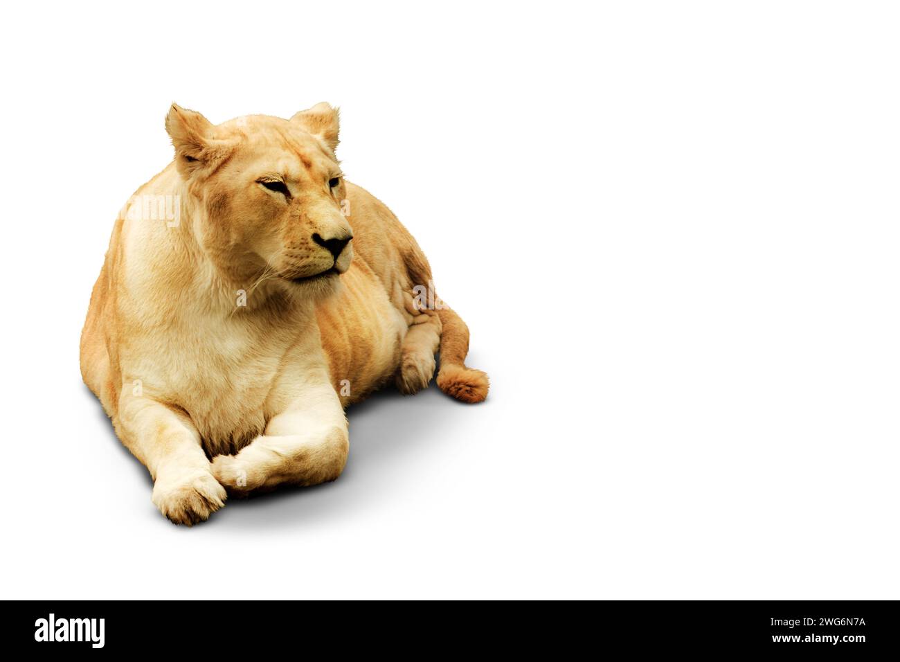 An adult female lion lies gracefully, her calm gaze and relaxed posture ...