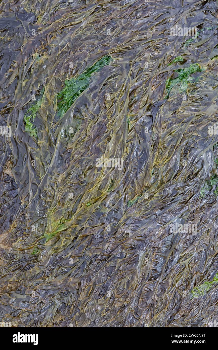 Fucus vesiculosu, Seaweed-covered rocks Stock Photo - Alamy