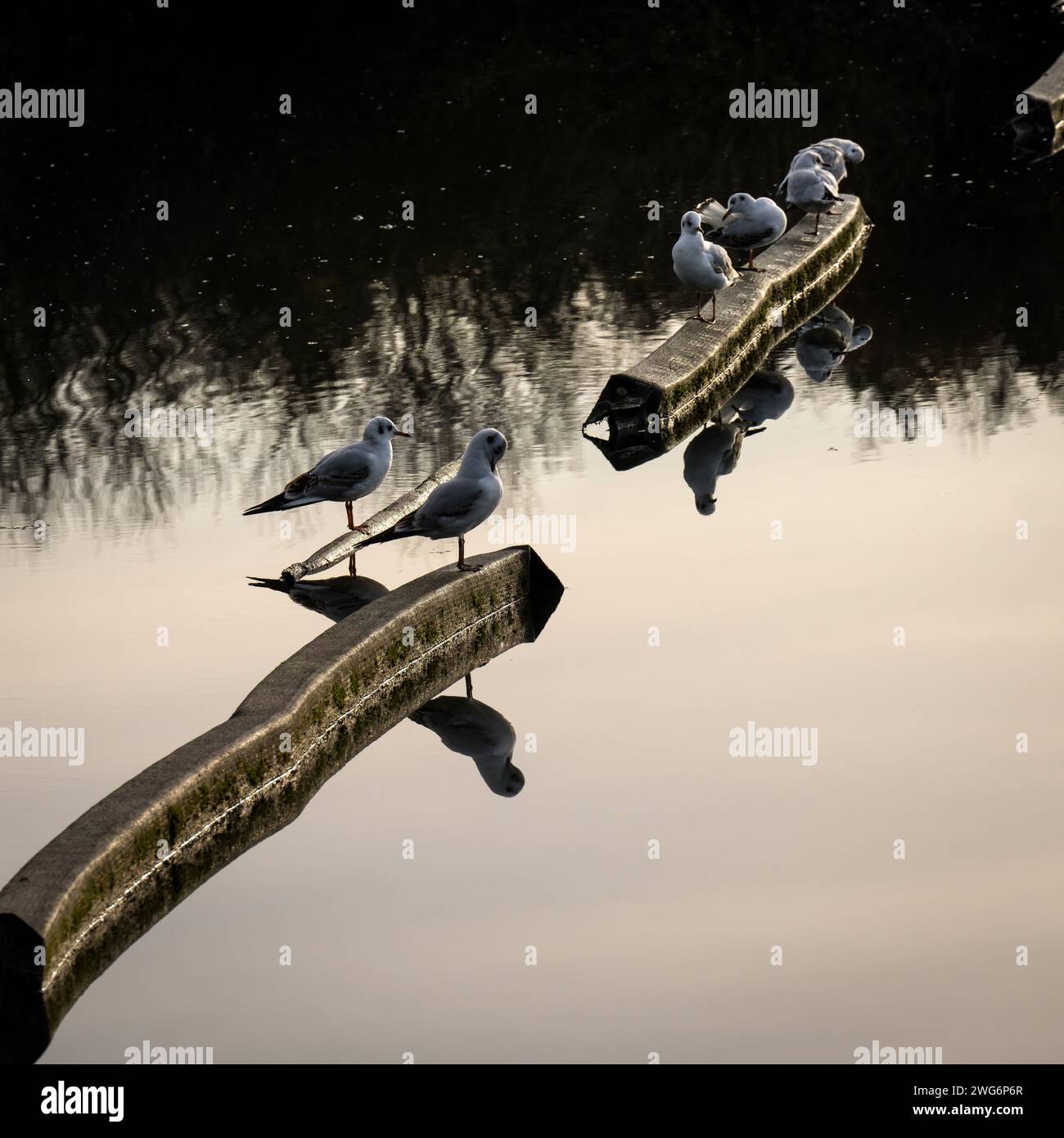 Load bird hi-res stock photography and images - Alamy