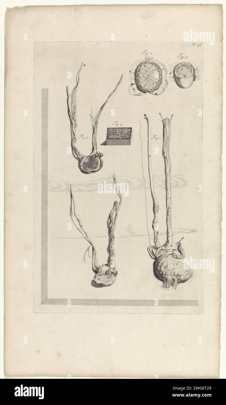 Second anatomical study of the Teelbal, Pieter van Gunst, After Gerard ...