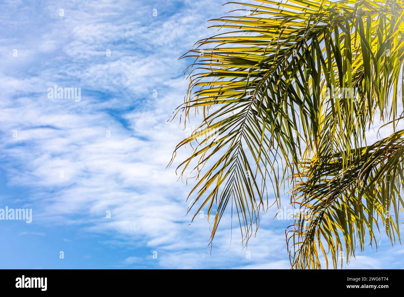 Horizontal palm tree hi-res stock photography and images - Alamy