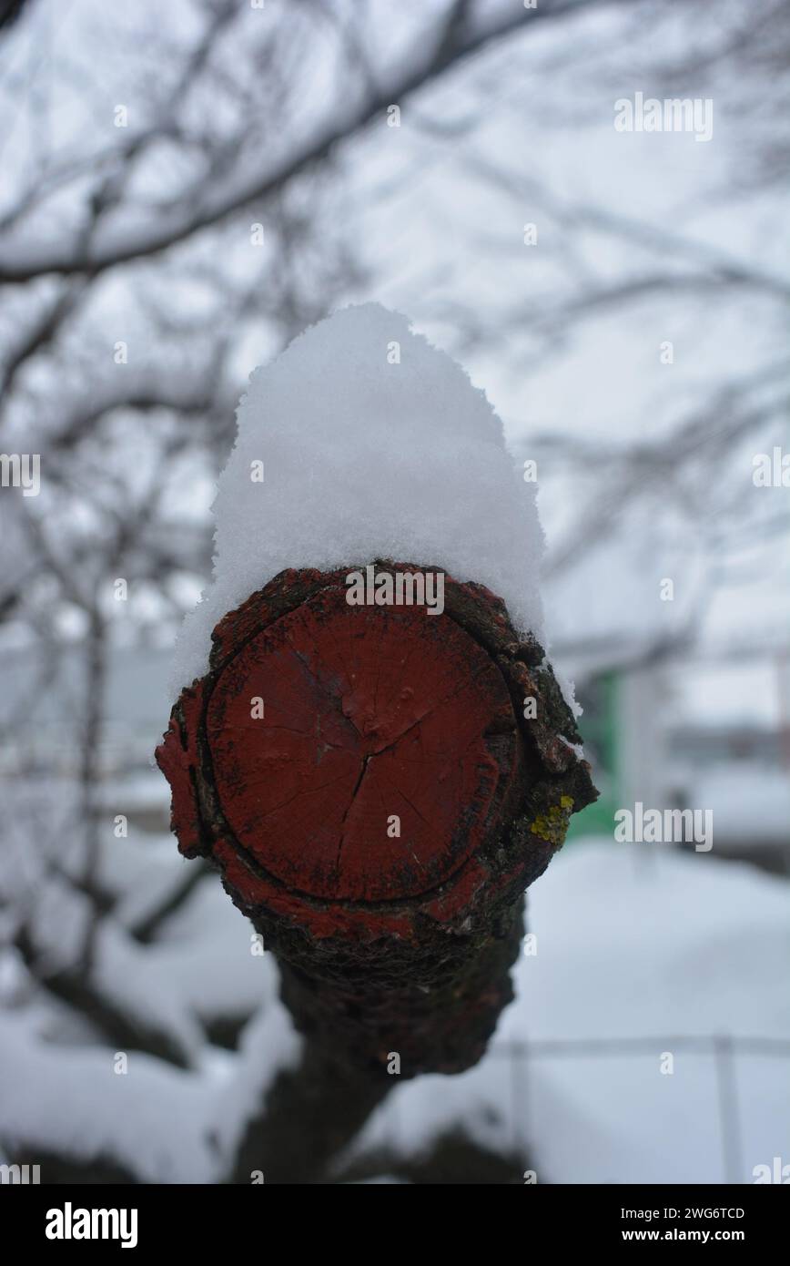 Tree trunk painted in red paint with a snowy lump on it, winter, bright ...