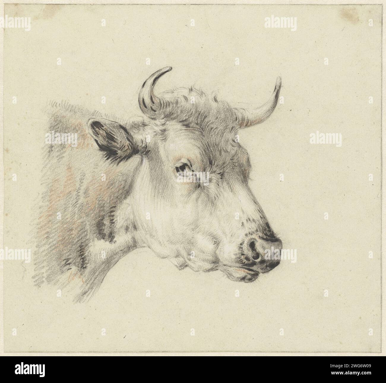 Head of a cow, Jan Kobell (II), 1788 - 1814 drawing paper. chalk brush ...