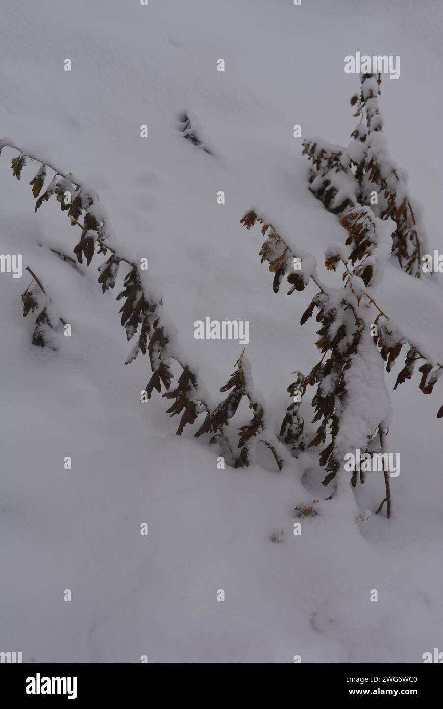 Snow-cut, bright white fluffy snow with dried plants from autumn. Very ...