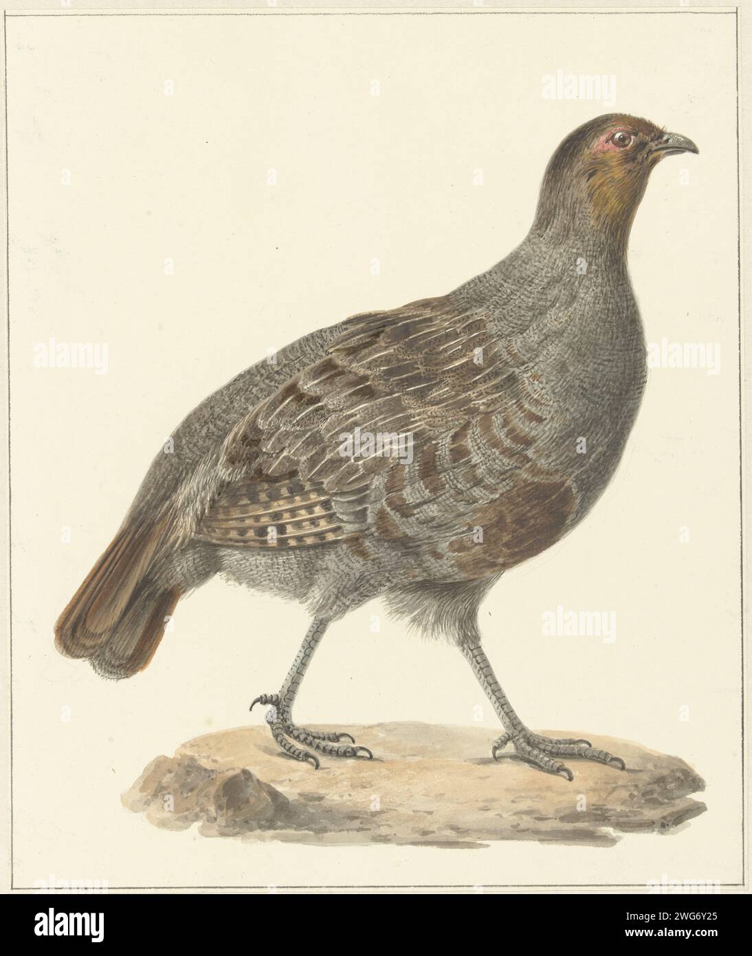 Patrijs, Pieter Pietersz. Barbiers, 1759 - 1842 drawing paper ...