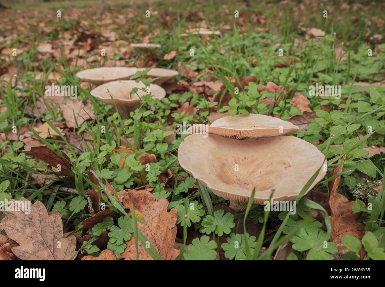 Patch of Mushrooms in the French countryside growing in a line Stock ...