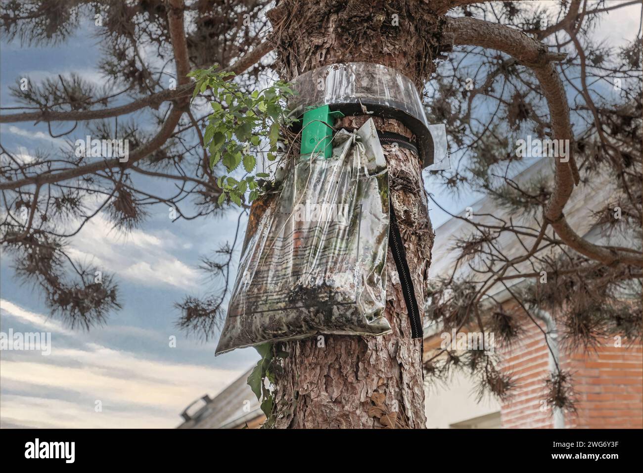 Collar around a pine tree to trap dangerous processionary caterpillars ...